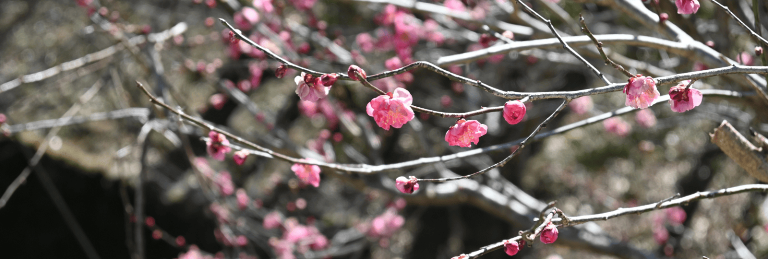 baigo.fun | 東京都青梅市の情報を発信