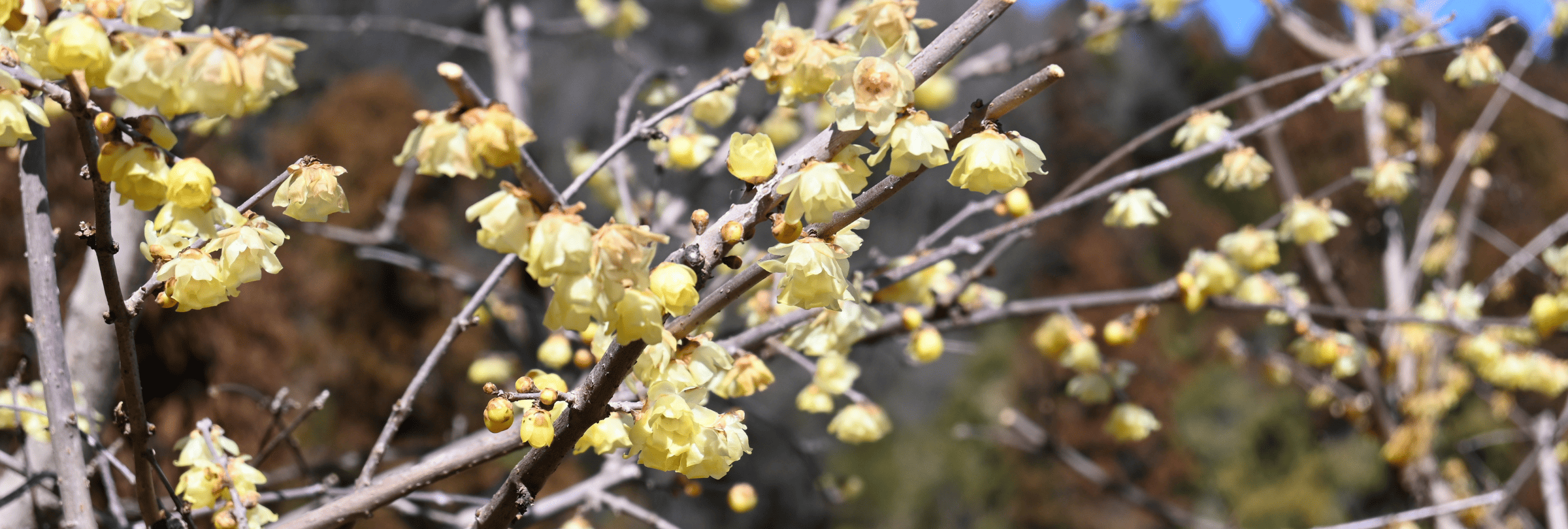 baigo.fun | 東京都青梅市の情報を発信