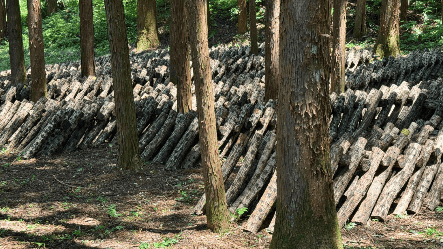 【青梅市】内沼きのこ園「軽食喫茶ぴるつ」｜絶品！原木しいたけ料理ときのこ狩り体験 | baigo.fun